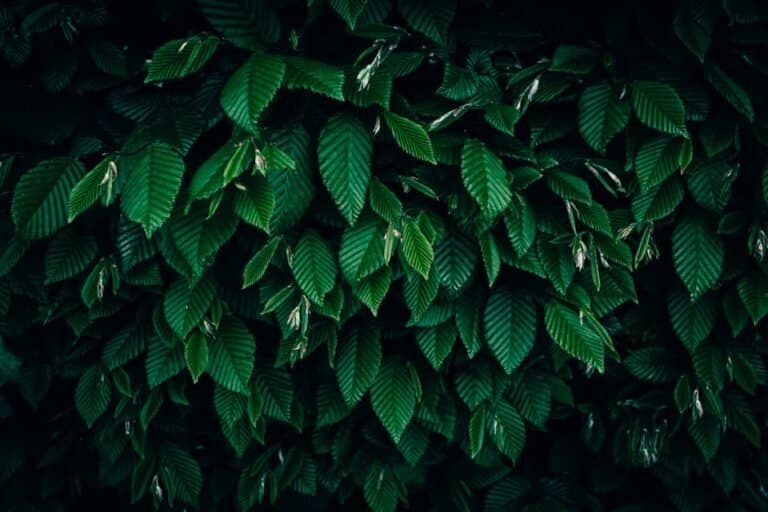 Fast Growing Hedges: Best Varieties & Tips - landscapegardeneredinburgh.com